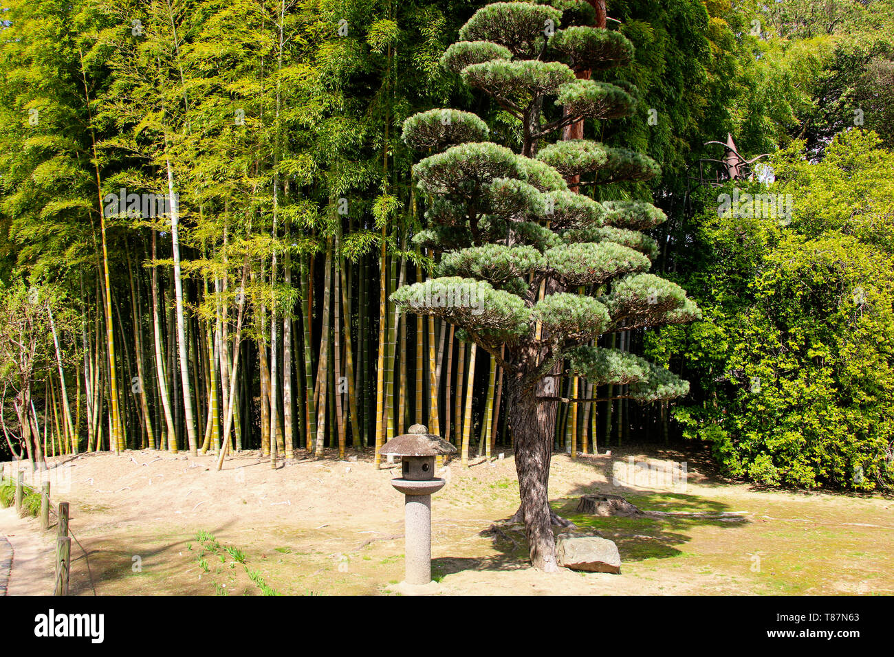 Bamboo trees and pine in Korakuen Japanese Big garden in Okayama ...