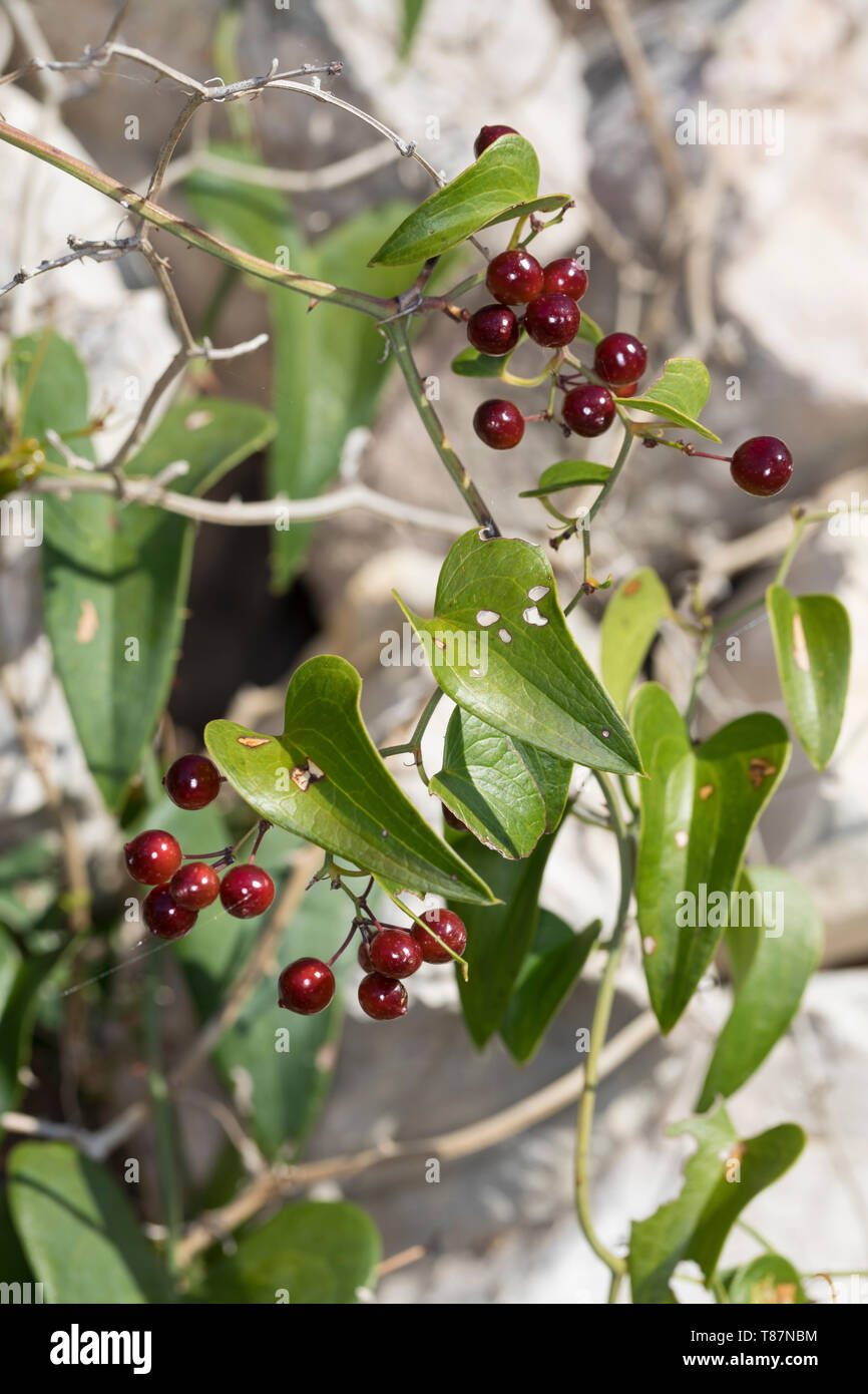 Raue Stechwinde, Stechwinde, Rauhe Stechwinde, Früchte, Smilax aspera ...