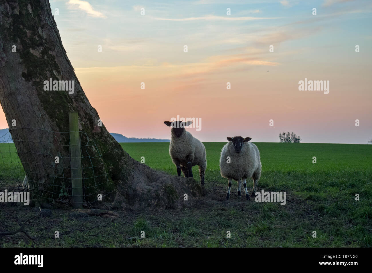 Sheep under tree cute hi-res stock photography and images - Alamy