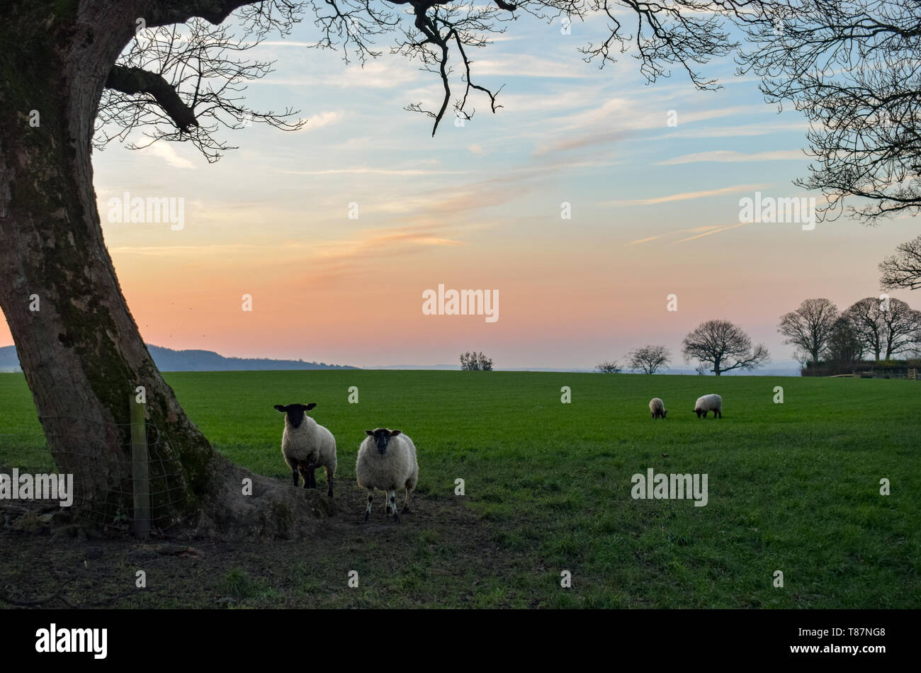 Two sheep at sunrise Stock Photo - Alamy