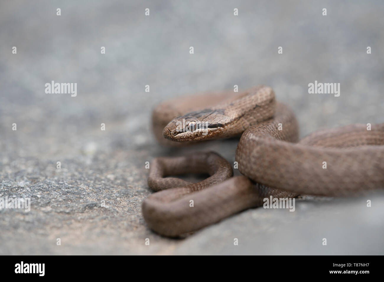 Smooth snake hi-res stock photography and images - Alamy
