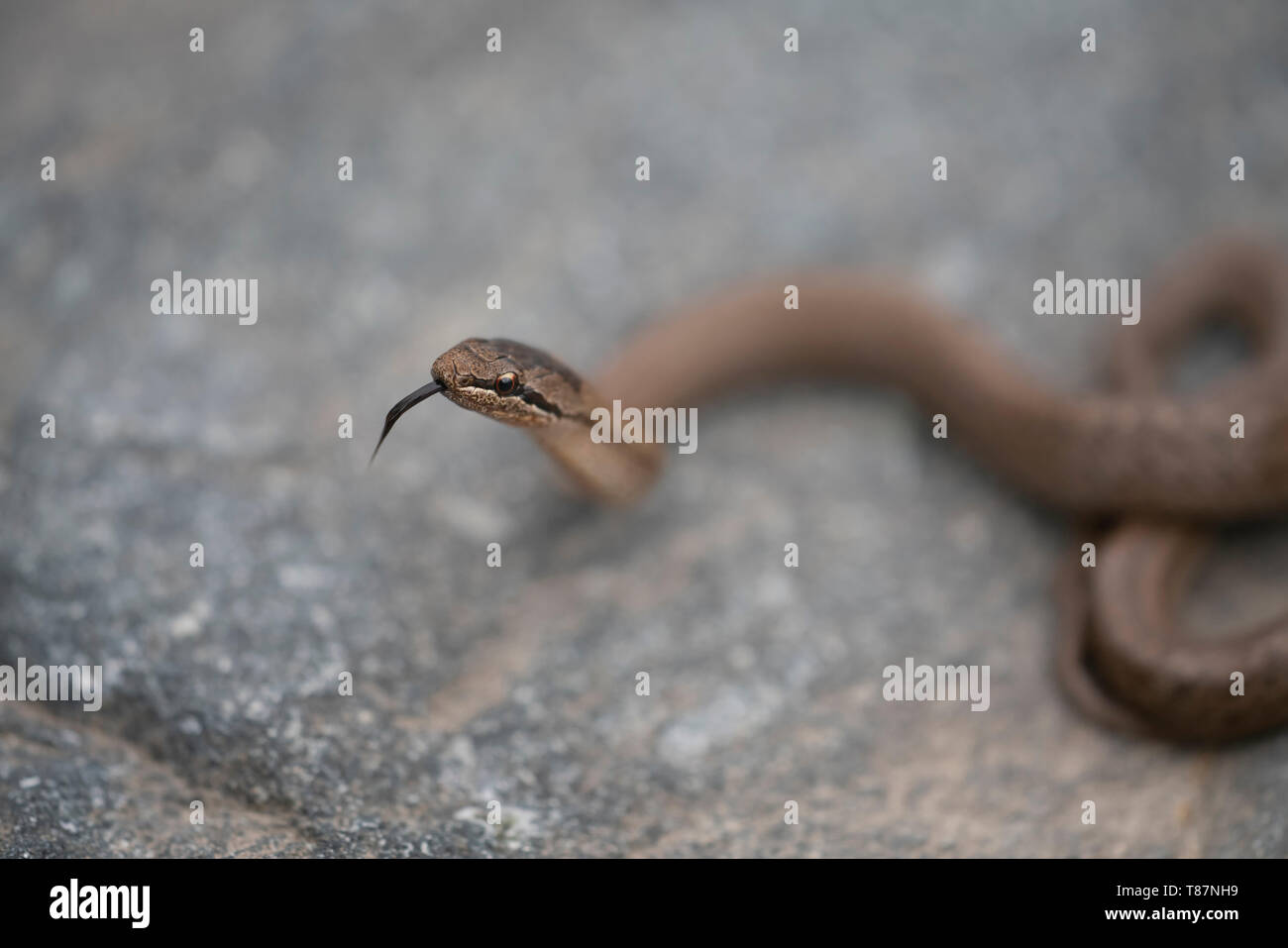 Smooth snake hi-res stock photography and images - Alamy