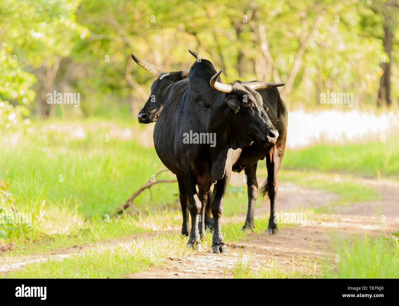 pair of black oxen bulls Stock Photo - Alamy