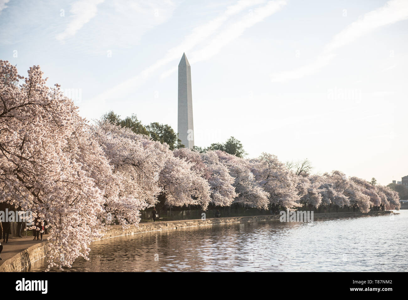 WASHINGTON DC — Flowering cherry trees bloom along the Tidal Basin ...