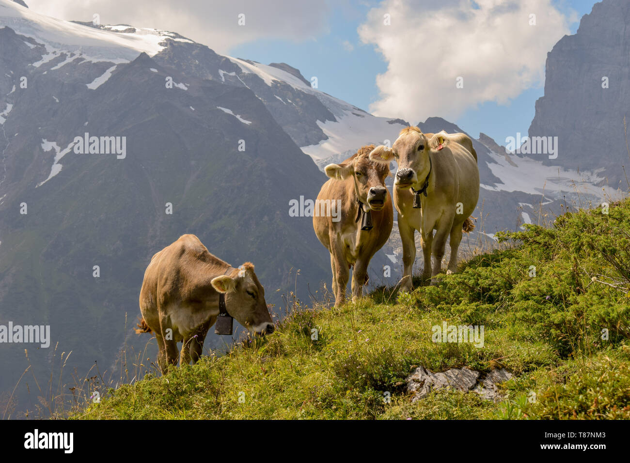 Three cows eating grass hi-res stock photography and images - Alamy