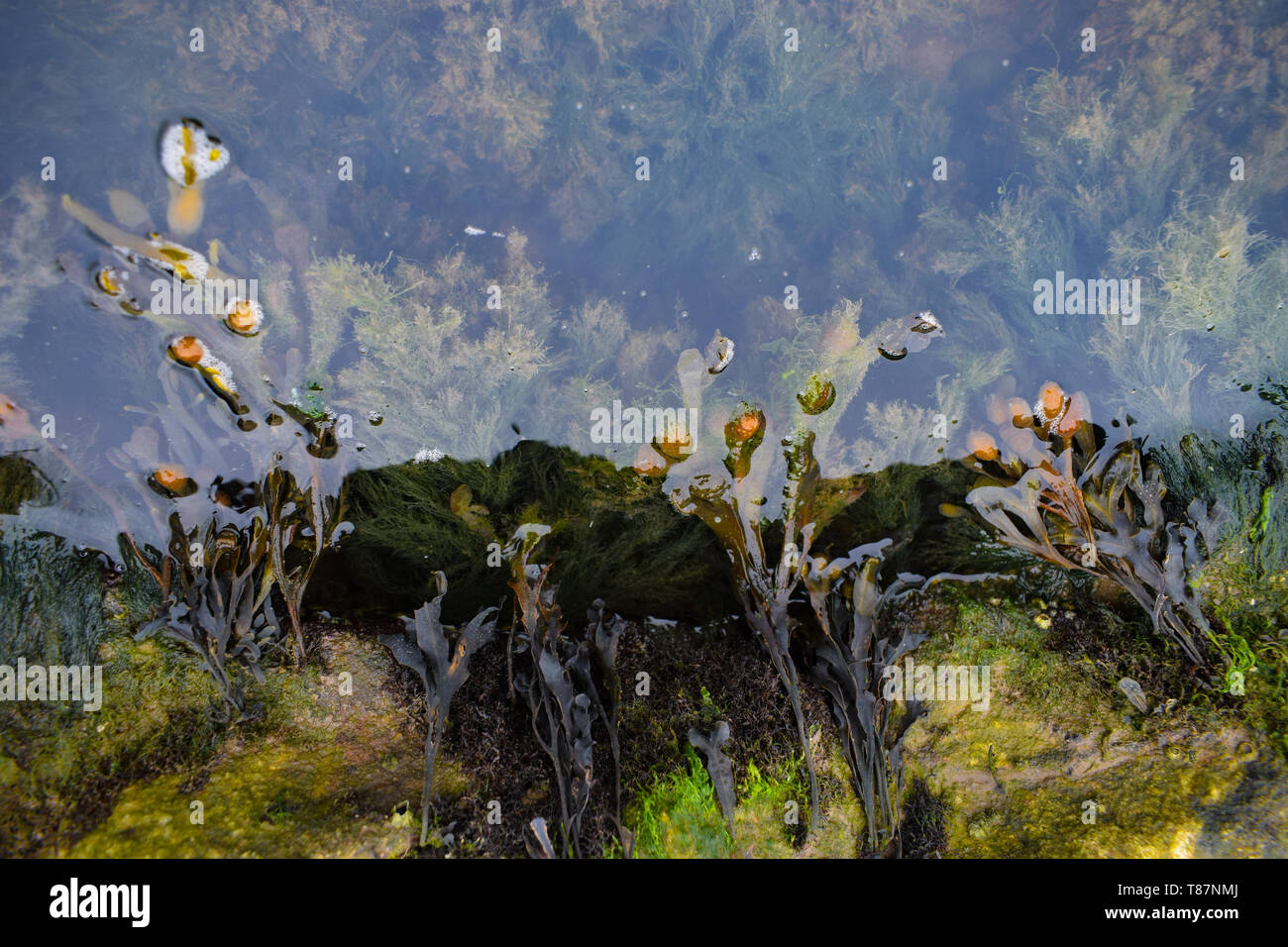 Sea creatures rock pool hi-res stock photography and images - Alamy