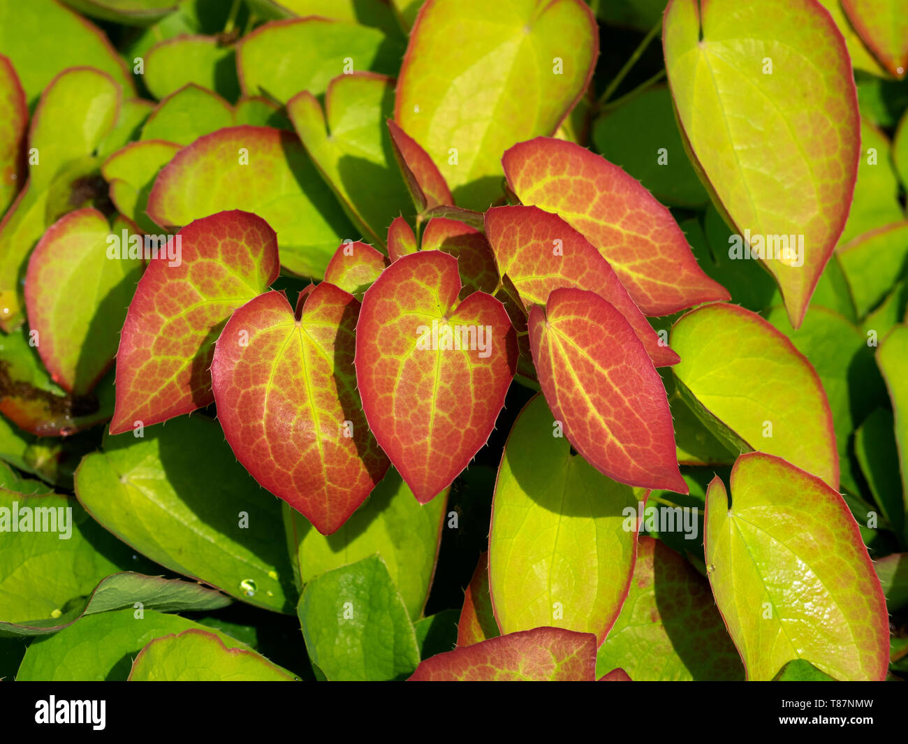 leaves of Epimedium × rubrum, known as red barrenwort Stock Photo - Alamy