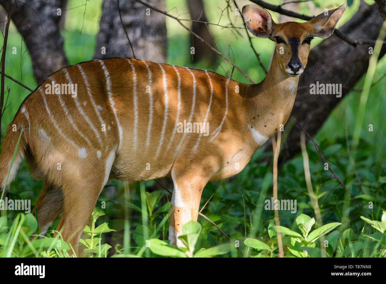 Nyala tree hi-res stock photography and images - Alamy