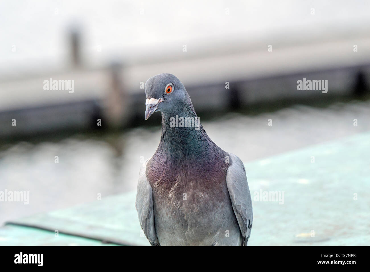 Pigeon look into eyes hi-res stock photography and images - Alamy