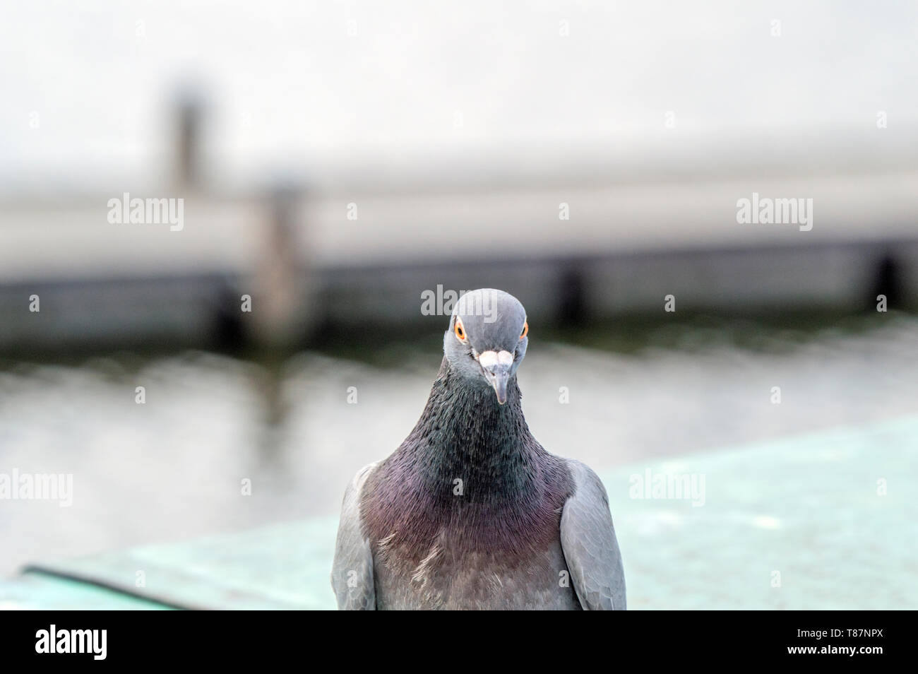 Dutch dove hi-res stock photography and images - Alamy