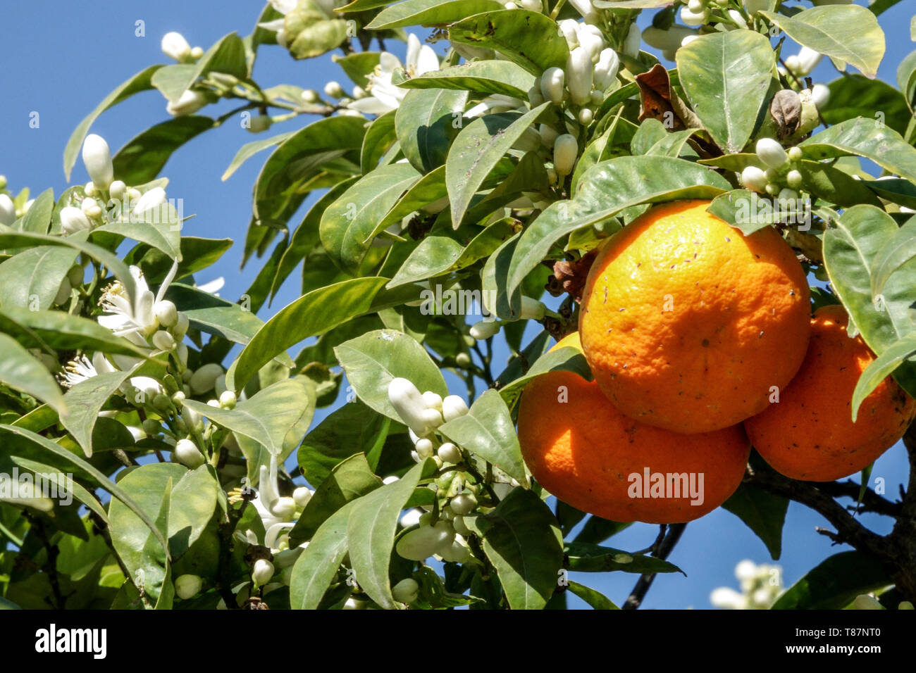 Orange tree flowers hi-res stock photography and images - Alamy