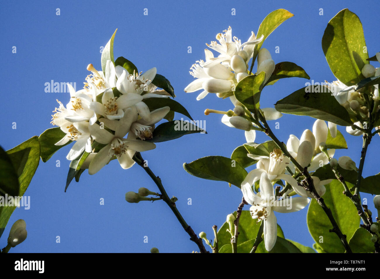 White color tree hi-res stock photography and images - Alamy