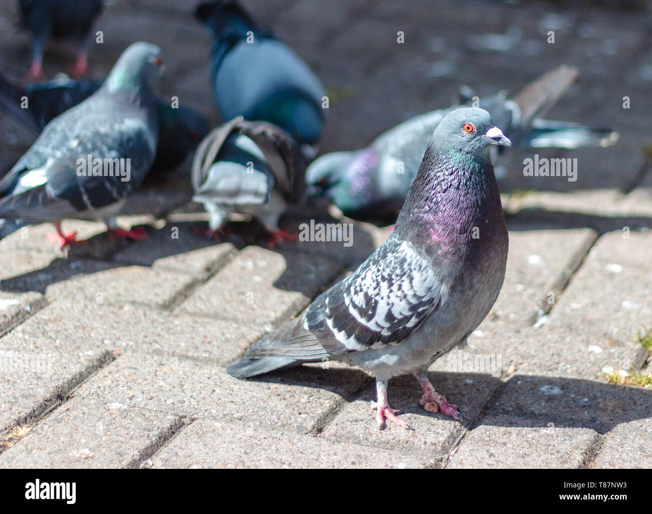 Pigeons street light animal wildlife hi-res stock photography and ...