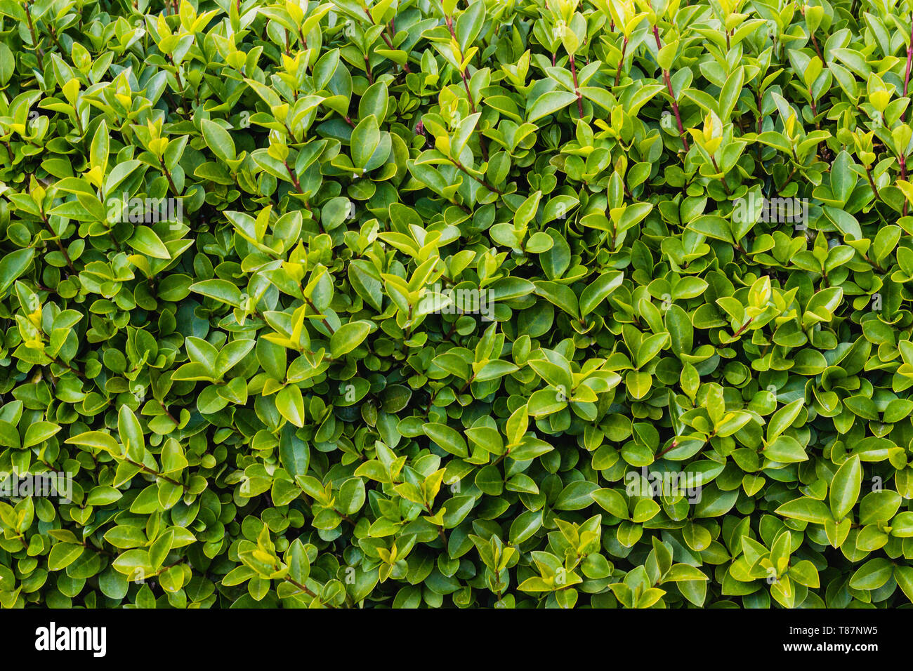 Detail of clipped bush as natural texture Stock Photo - Alamy