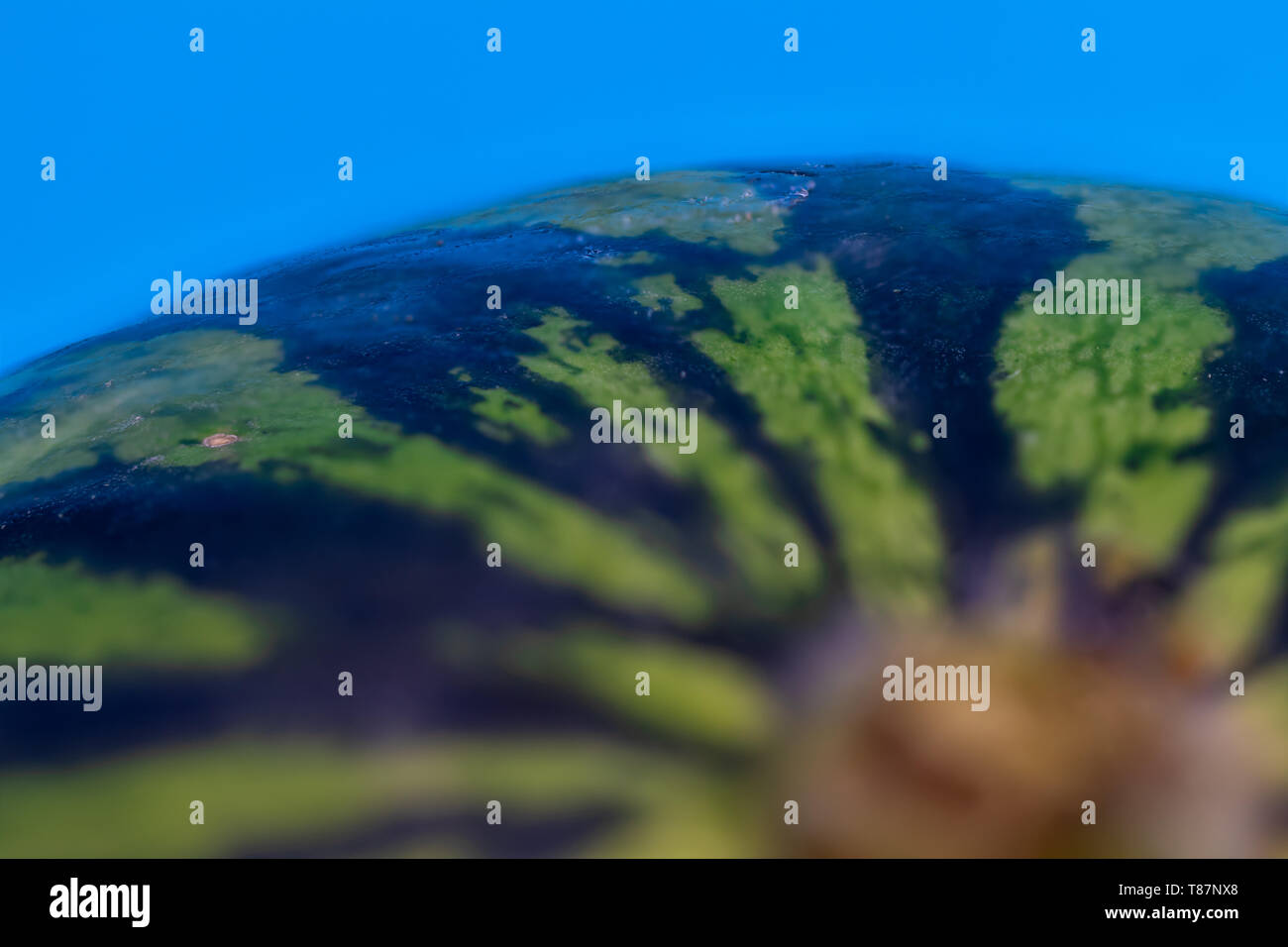 Green skin of watermelon hi-res stock photography and images - Alamy