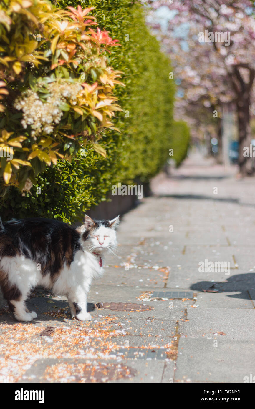 Cat hedge hi-res stock photography and images - Alamy