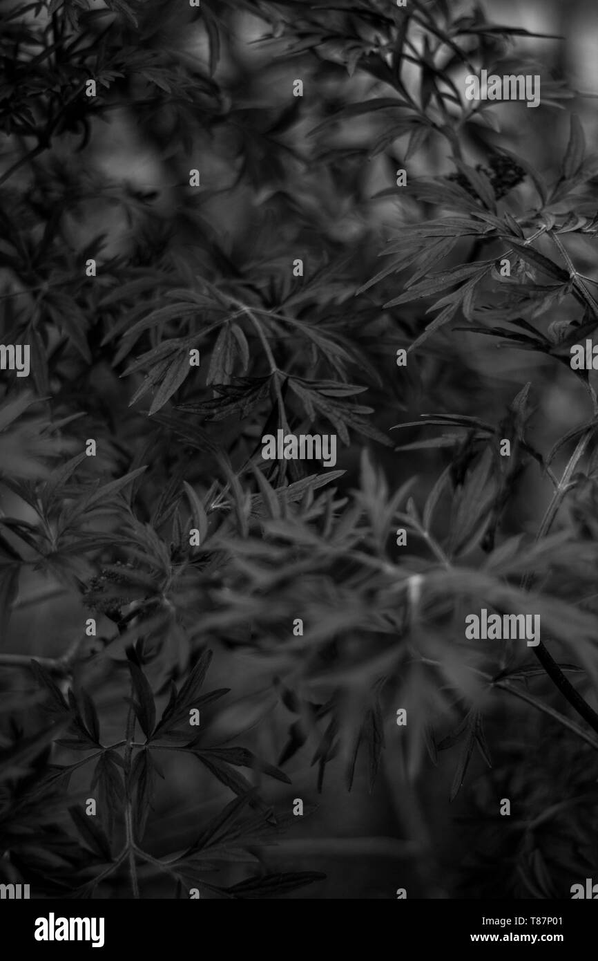 Natural art leaves Black and White Stock Photos & Images - Alamy