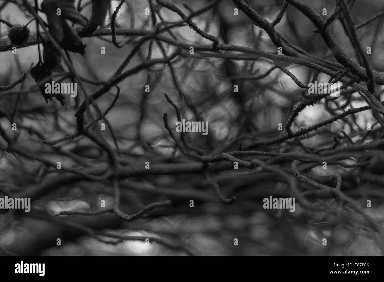 Branches in black and white hi-res stock photography and images - Alamy