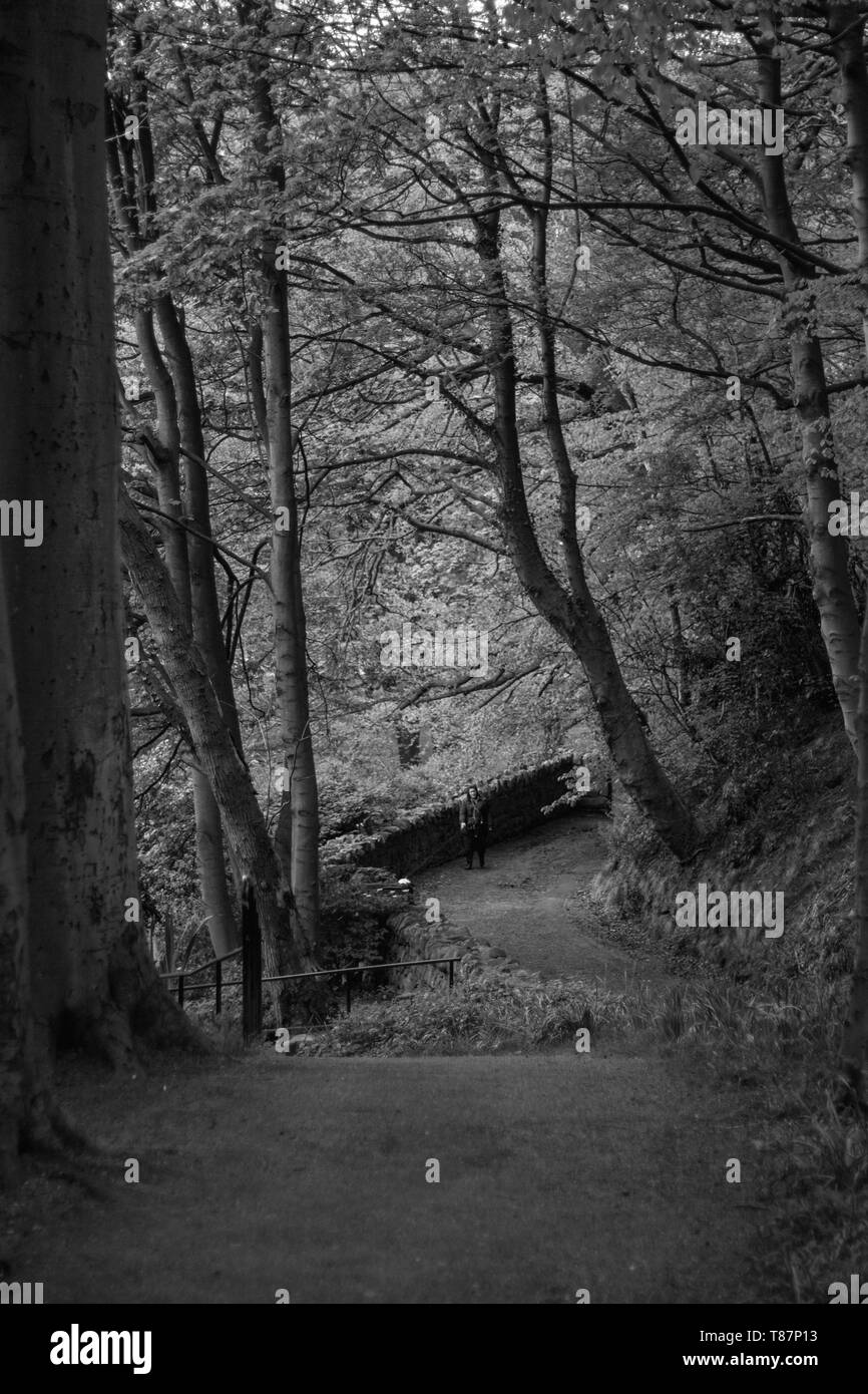 Dog walk path Black and White Stock Photos & Images - Alamy