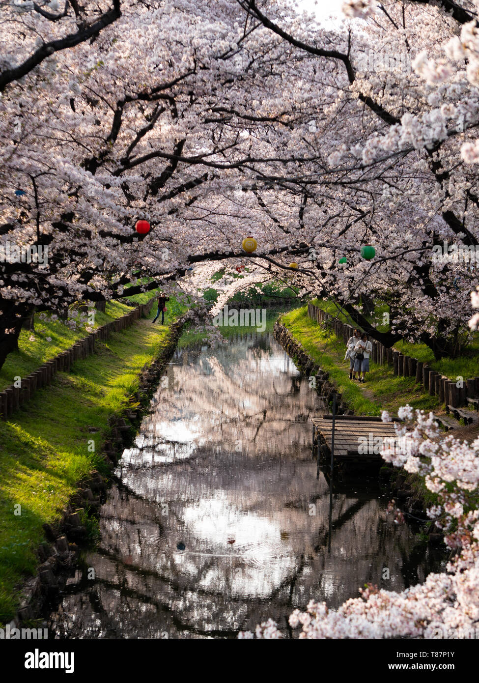 Cherry Blossom over a Canal in Tokyo, Japan Stock Photo - Alamy