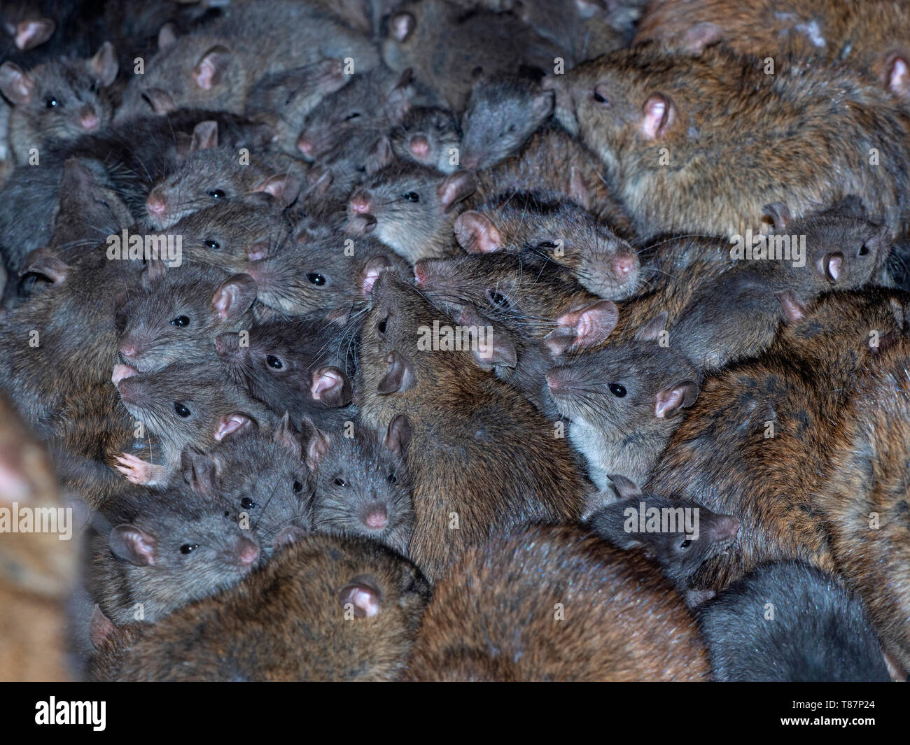 Brown Rats Rattus norvegicus in farm barn Stock Photo - Alamy