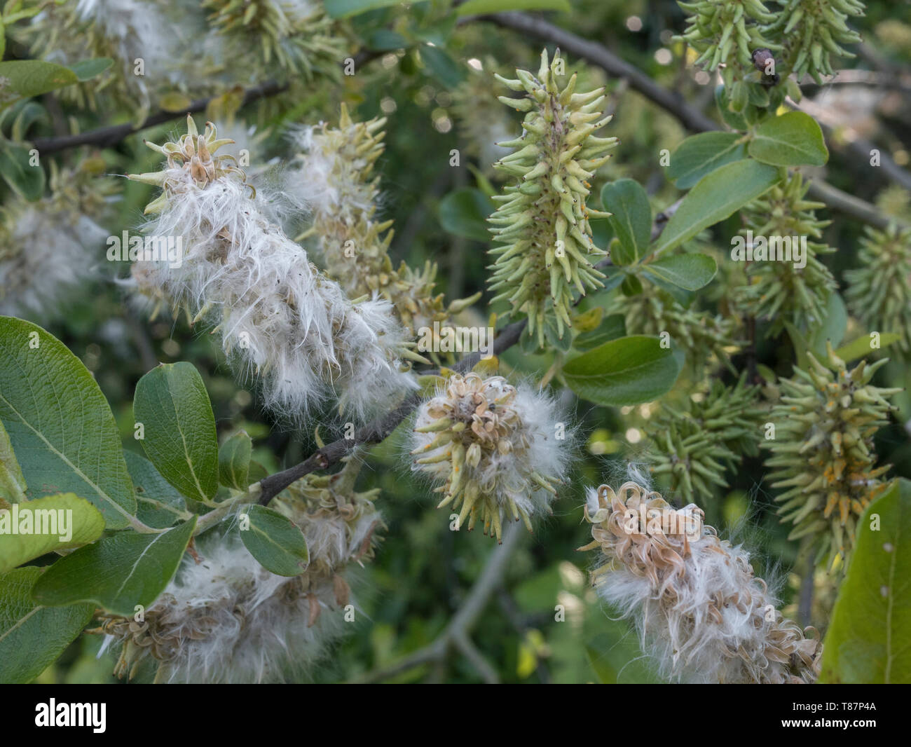 Fluffy female catkins of Goat Willow / Salix caprea which favours damp ...