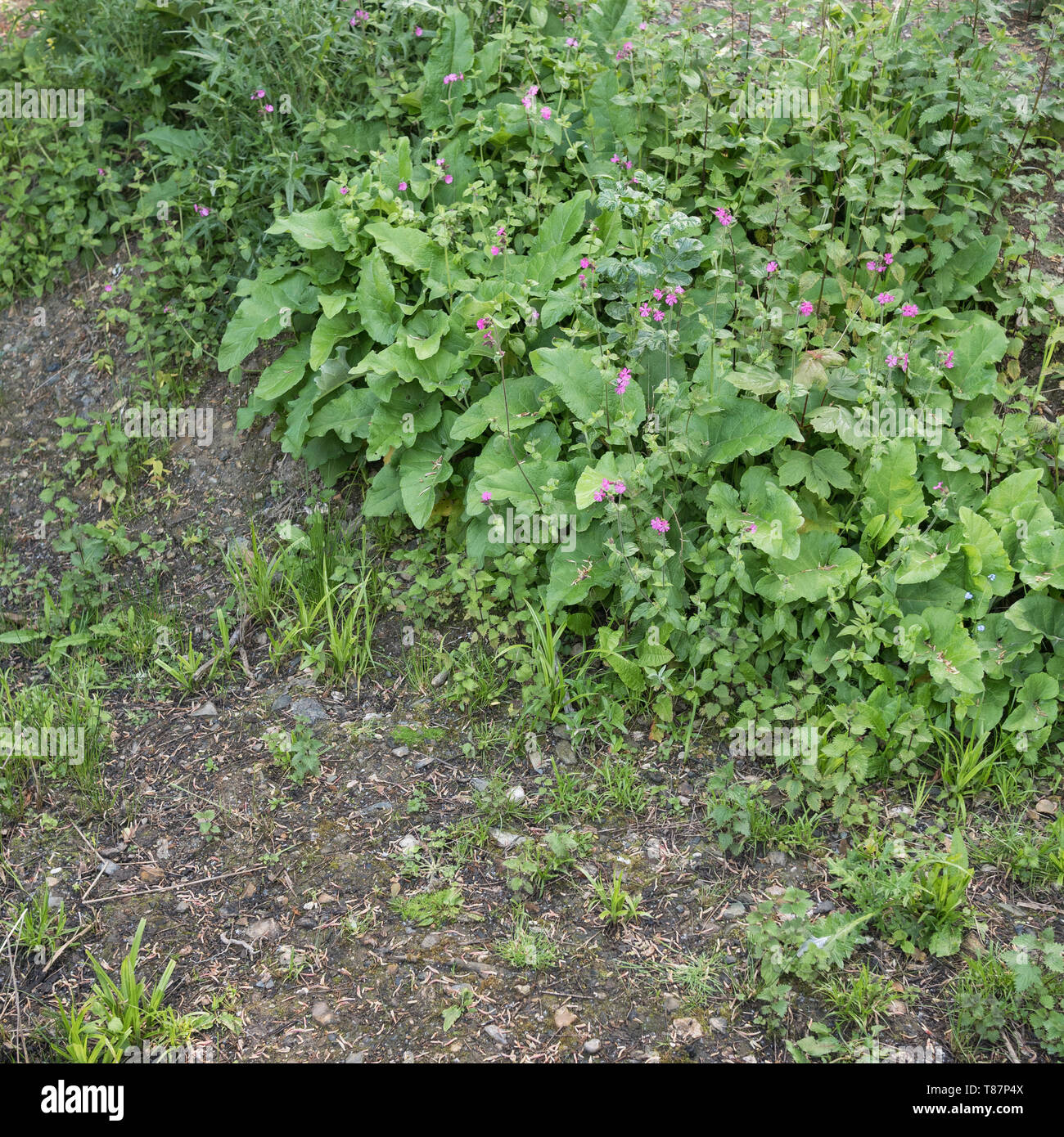 Late springtime patch of wild flowers in a Cornish hedgerow. Key ...