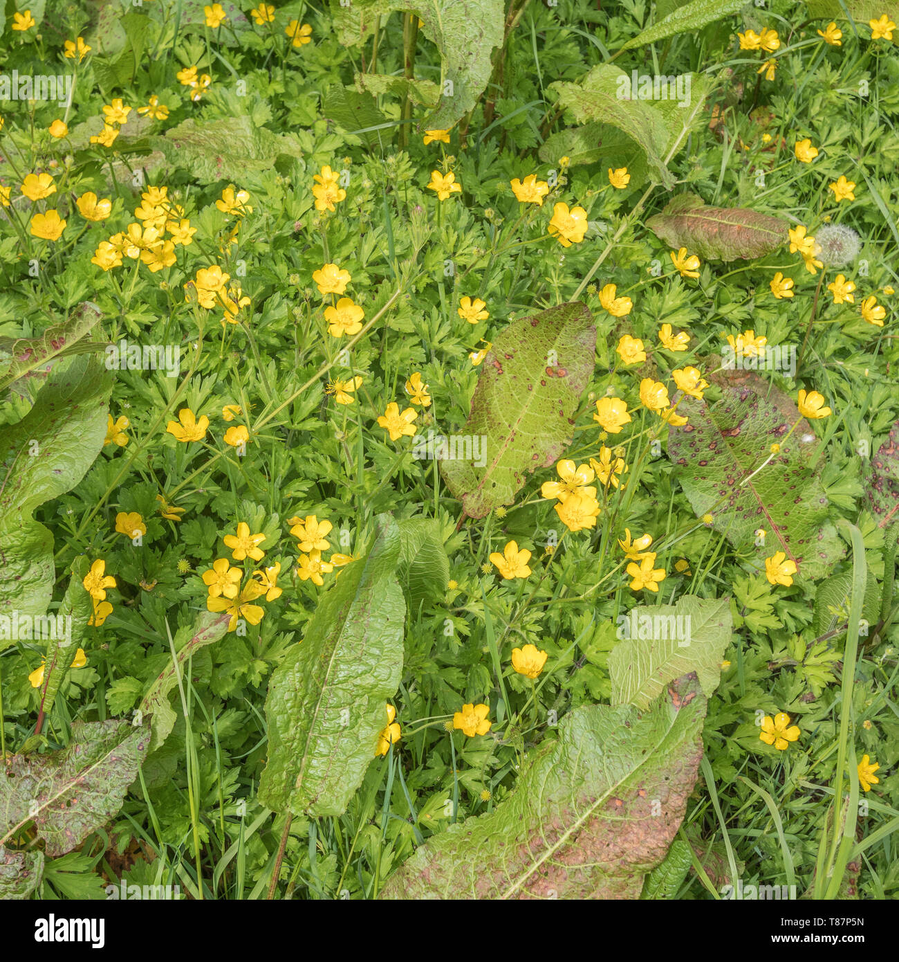 Ranunculo de prado hi-res stock photography and images - Alamy