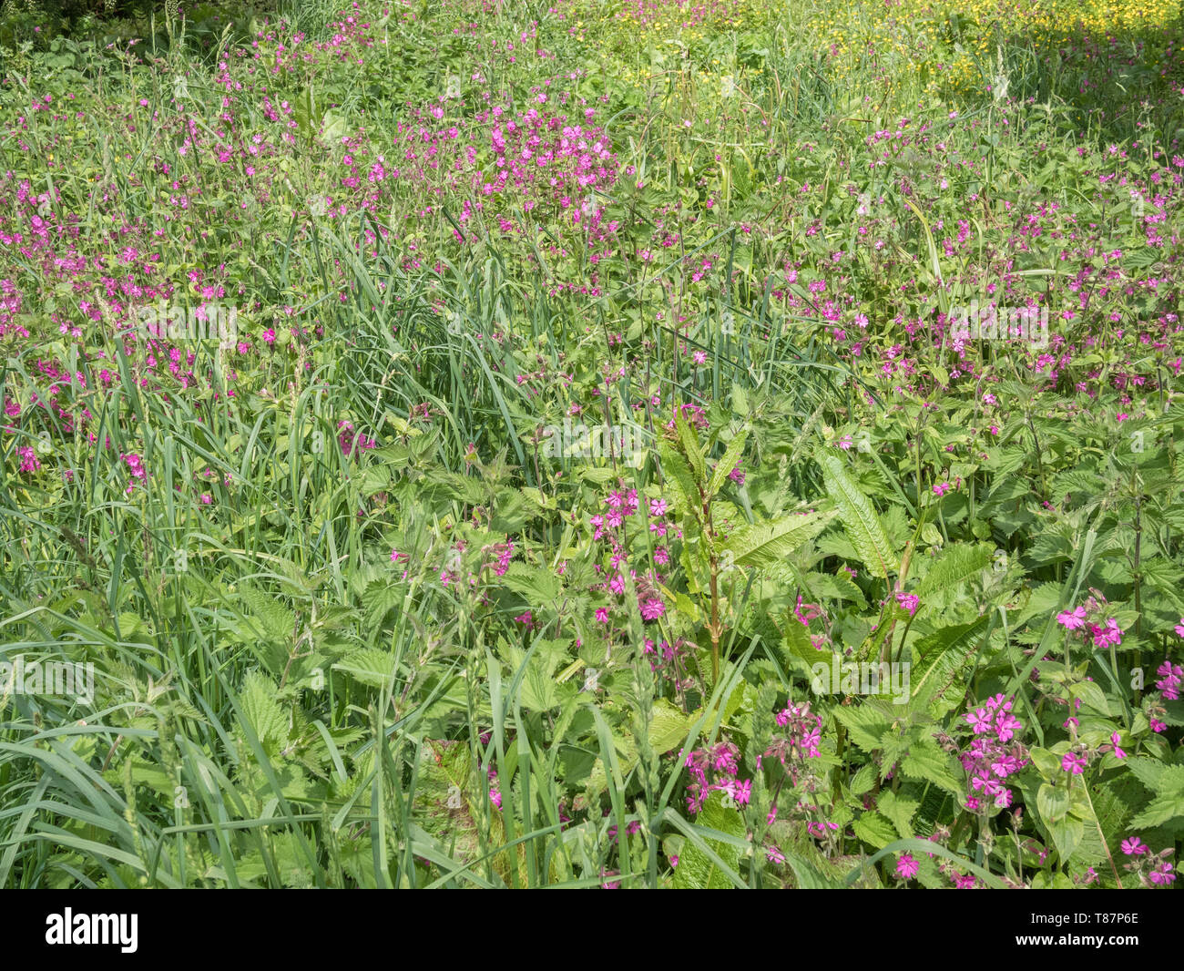 Mass of Red Campion / Silene dioica with Buttercups / Ranunculus repens ...