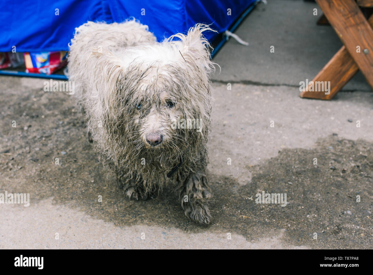 Dog with owner sad hi-res stock photography and images - Alamy