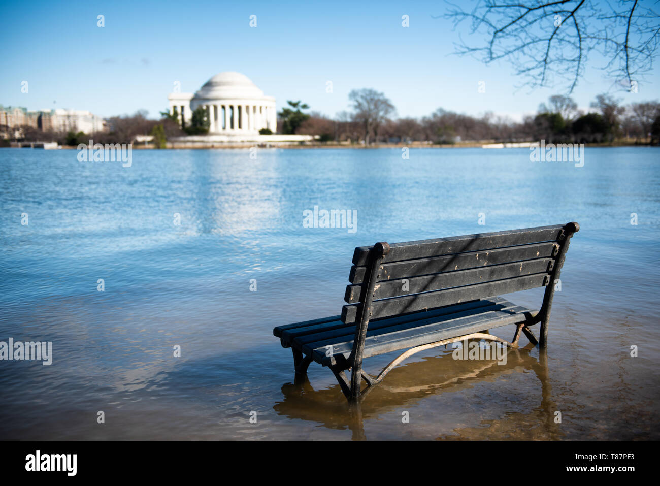 Kwanzaan cherry trees hi-res stock photography and images - Alamy