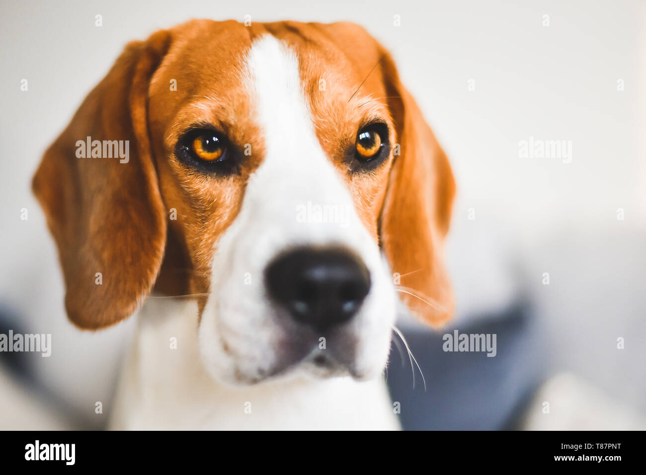 Beagle dog sad eyes big nose. Portrait, Copy space Stock Photo - Alamy