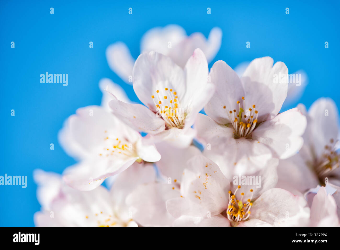 WASHINGTON DC, United States — A close-up view of Washington DC's ...