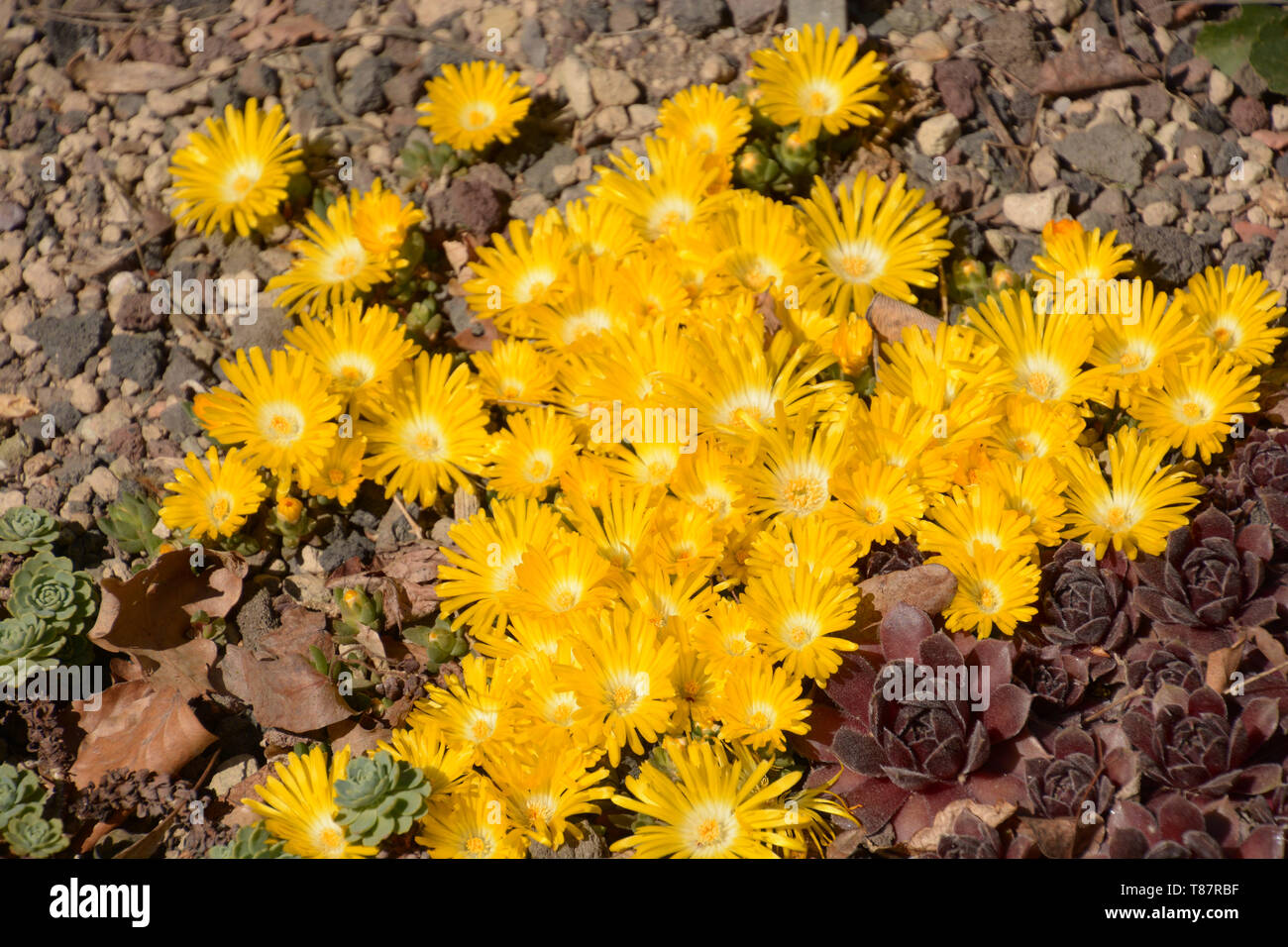 Nugget flowers hi-res stock photography and images - Alamy