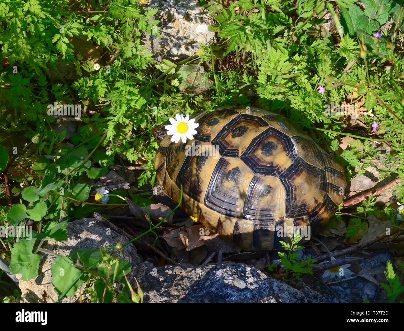Turtle mascot hi-res stock photography and images - Alamy