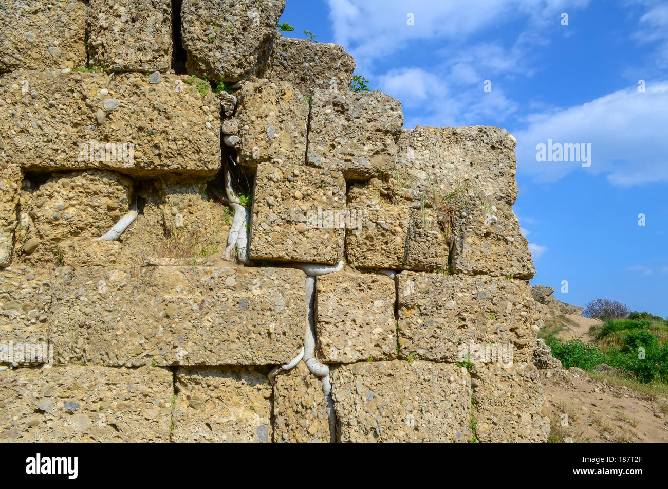 Tree roots sprout through an ancient stone wall. Concept of destruction ...