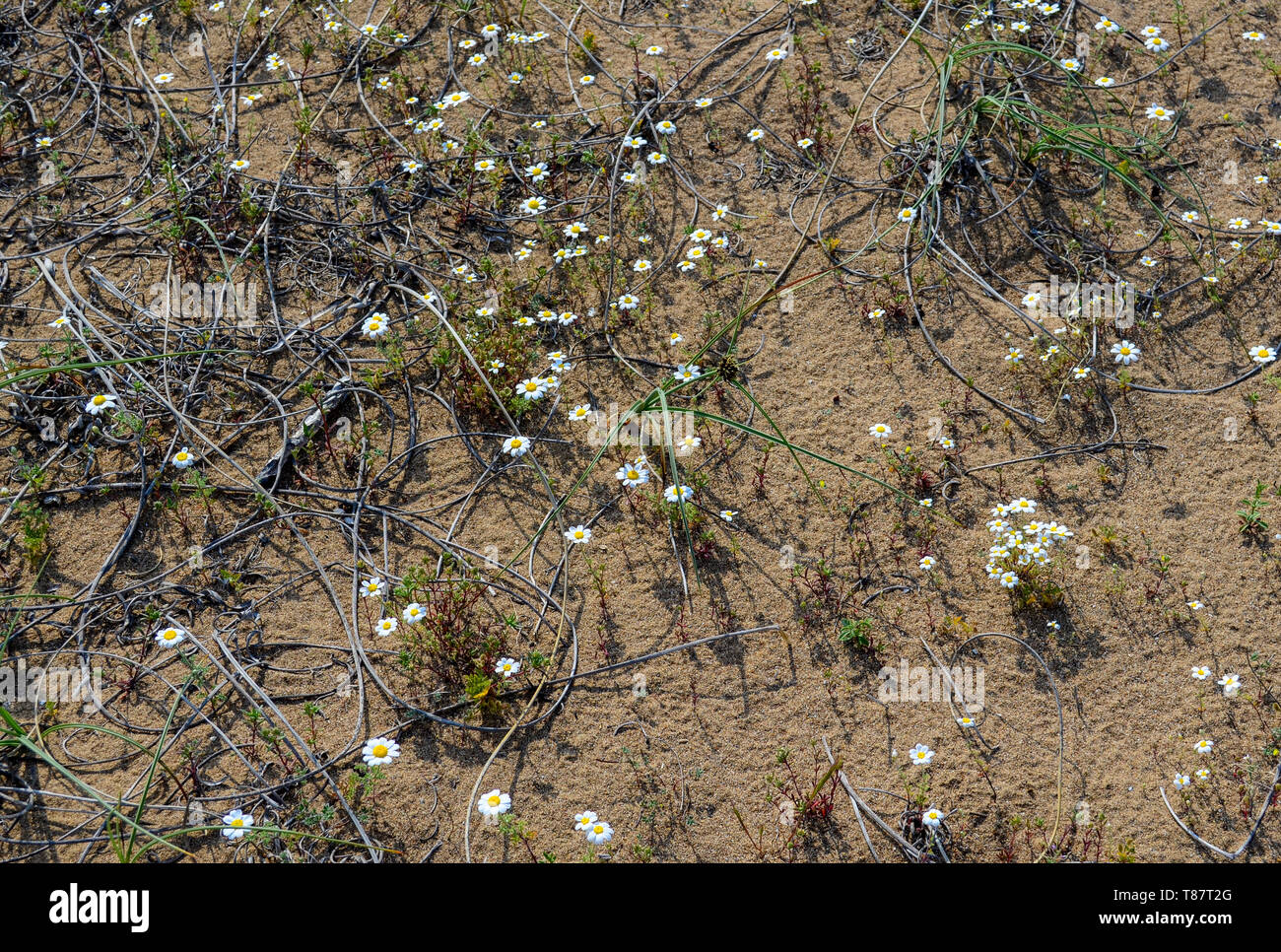 Sandy dry ground hi-res stock photography and images - Alamy
