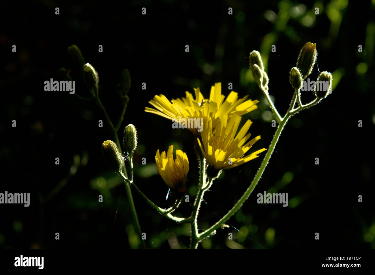 Hieracium lachenalii; yellow hawkweed in German field verge Stock Photo ...