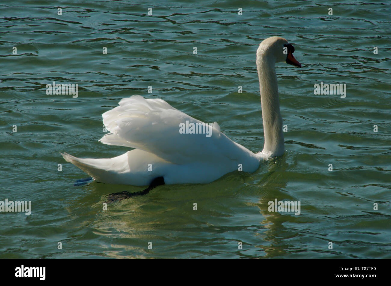 Mute swan on Lake Constance Stock Photo - Alamy