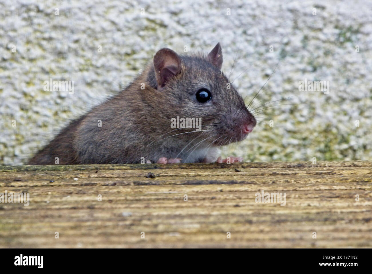 Rattus norvegicus hi-res stock photography and images - Alamy