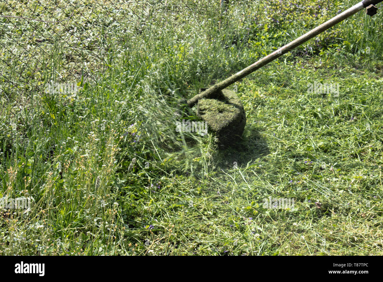A man with a manual lawn mower mows the grass, mower closeup Stock ...