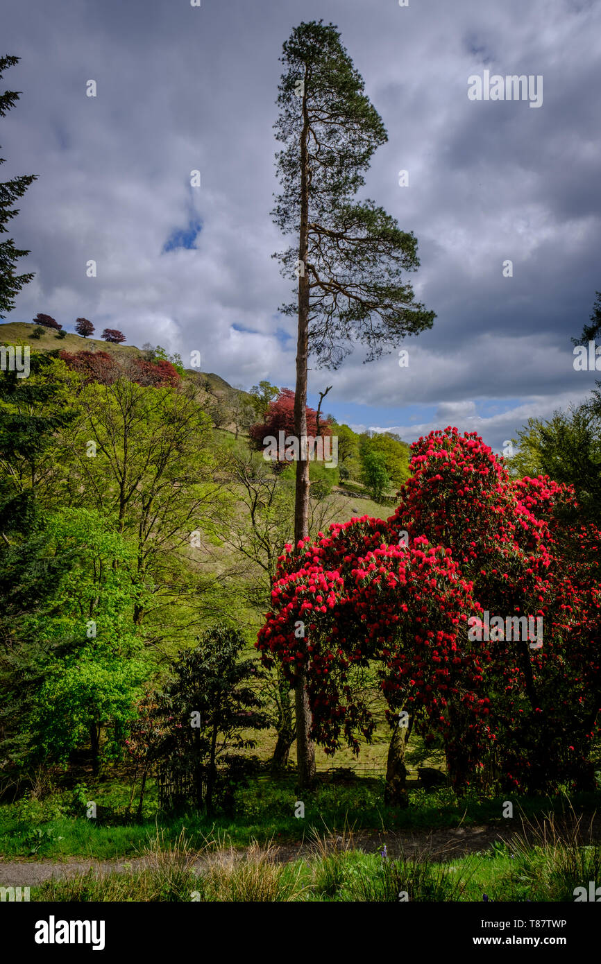 Rhododendron trees hi-res stock photography and images - Alamy