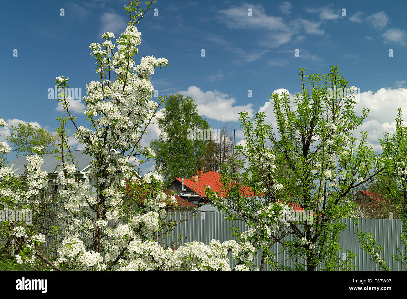 Spring landscape with blossom tree in rural garden on background blue ...