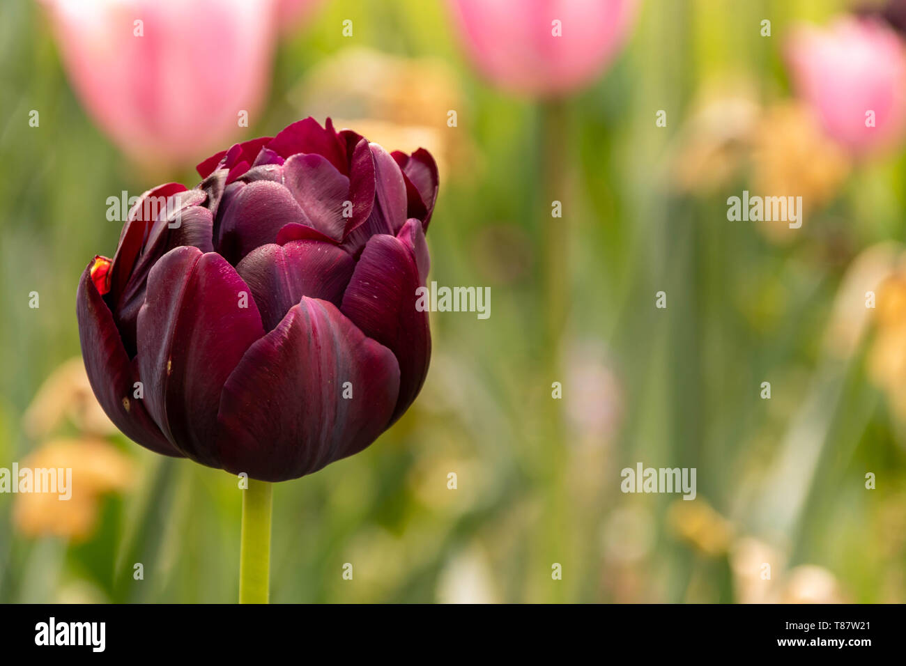 Stanley park background hi-res stock photography and images - Alamy