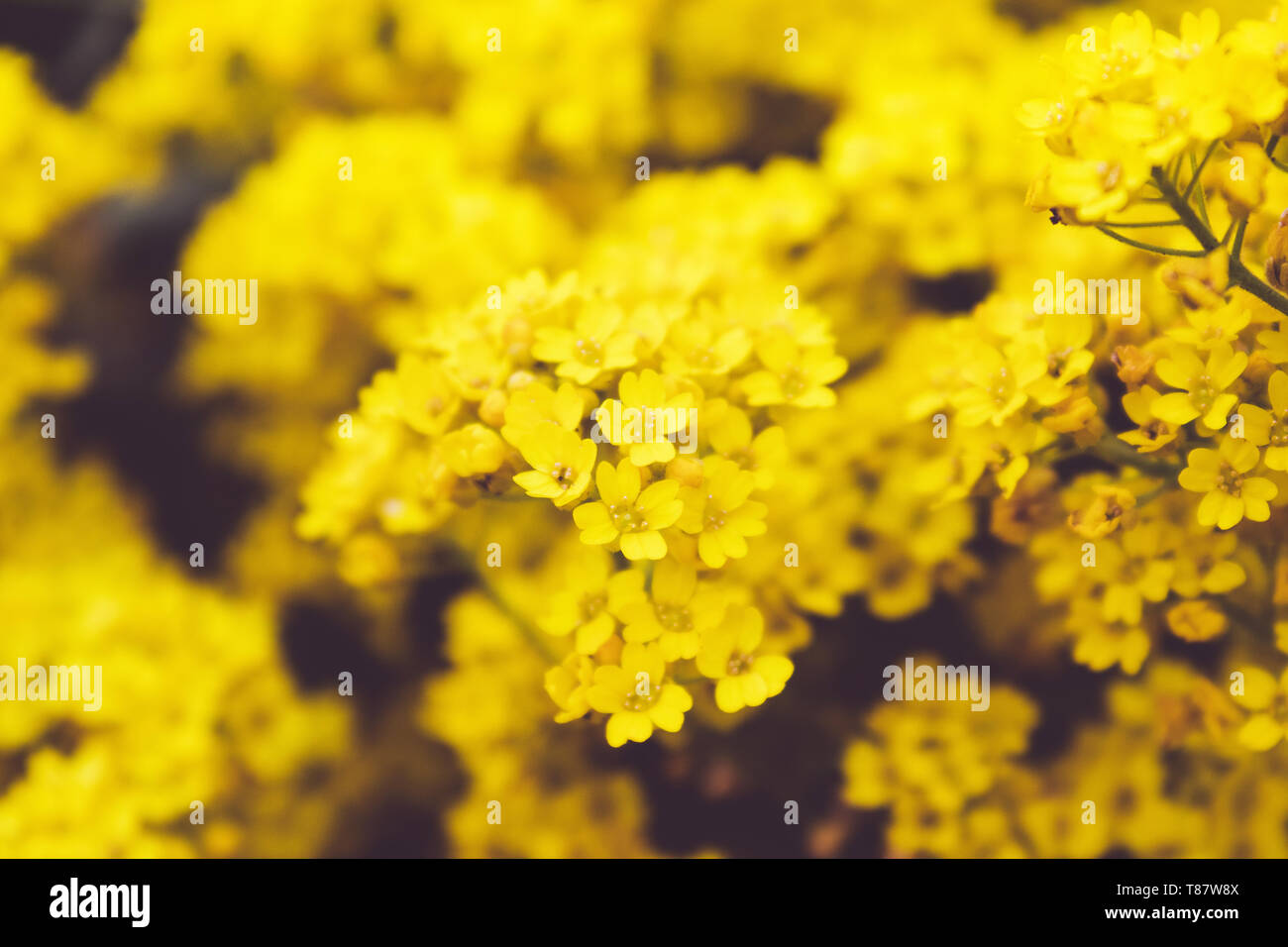 Yellow small flowers closeup grows in an outdoor garden Stock Photo - Alamy