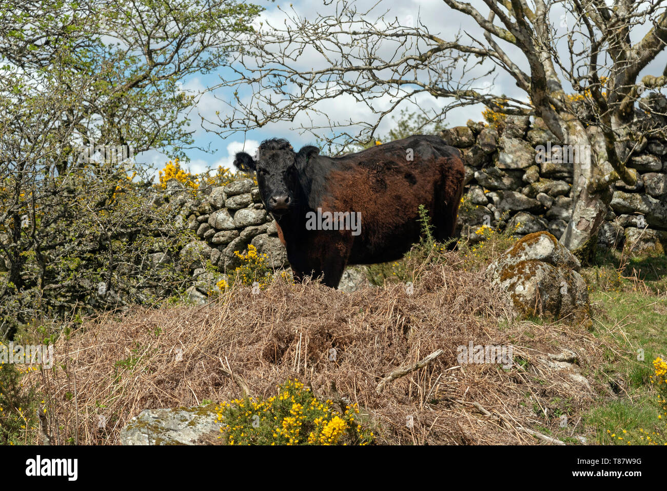 Cow roaming hi-res stock photography and images - Alamy