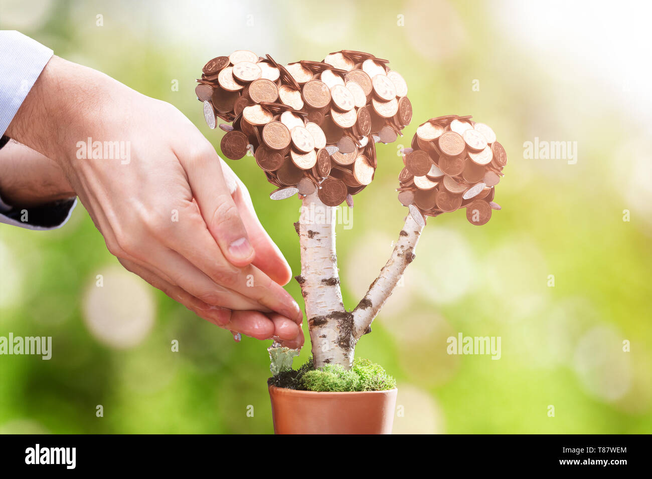 Man watering money tree hi-res stock photography and images - Alamy