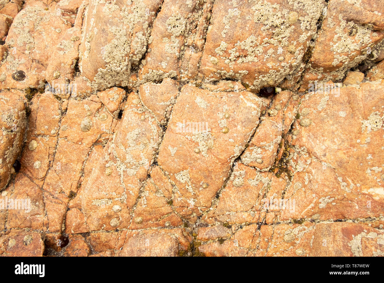 Shells surface texture hi-res stock photography and images - Alamy