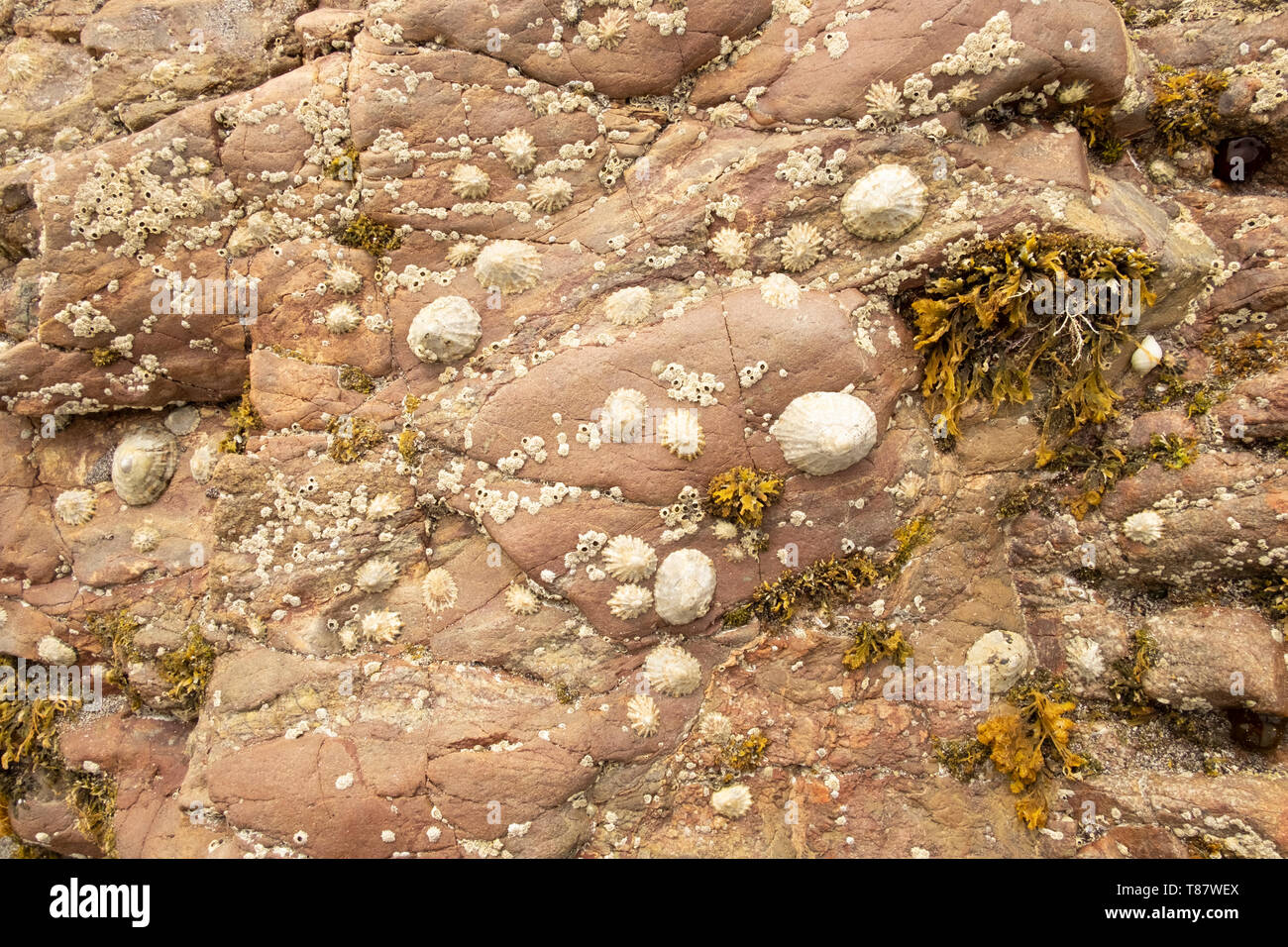 Seaweed shells hi-res stock photography and images - Alamy