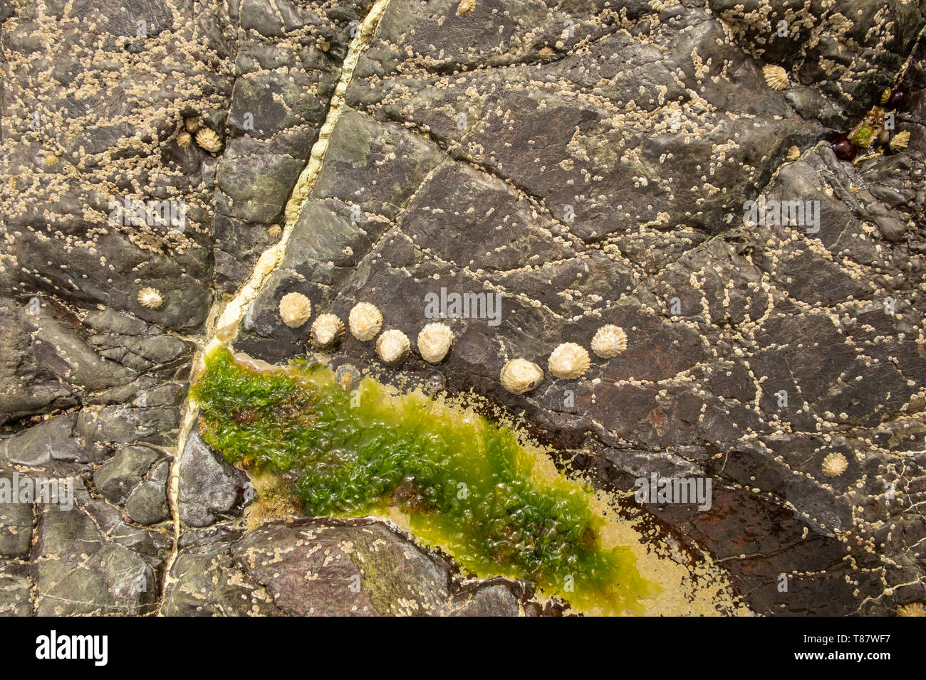 Closeup of seaside rock surface with limpet shells and seaweed Stock ...